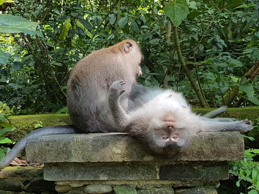 Ubud Top tour in a day - Practical Considerations