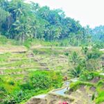 Ubud Tour Monkey Forest, Rice Terrace, Swing, Temple, Waterfall - What the Tour Includes and What You Should Know