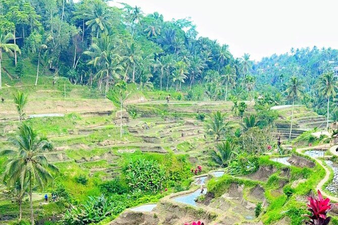 Ubud Tour Monkey Forest, Rice Terrace, Swing, Temple, Waterfall - What the Tour Includes and What You Should Know