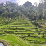 Ubud Tour Monkey Forest Rice Terraces Bali Swing Tirta Empul - Tegelalang Rice Terraces: A Photographer’s Paradise