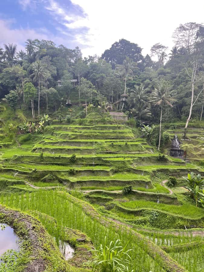 Ubud Tour Monkey Forest Rice Terraces Bali Swing Tirta Empul - Tegelalang Rice Terraces: A Photographer’s Paradise