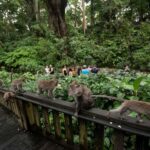Ubud Tour: Monkey Forest, Water Temple & Jungle Club Fun Day - The Itinerary in Detail