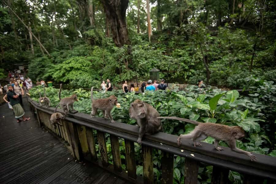 Ubud Tour: Monkey Forest, Water Temple & Jungle Club Fun Day - The Itinerary in Detail