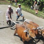 Ubud: Traditional Rice Farming Experience - Who Will Love This Tour?