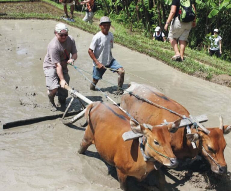 Ubud: Traditional Rice Farming Experience - Who Will Love This Tour?