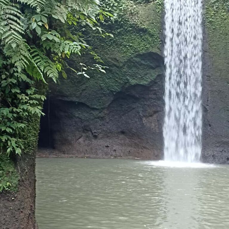 ubud trip monkey forest sanctuary - Practical Details and What to Expect