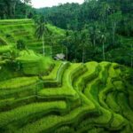 Ubud: Waterfall, Ricefield, Purification Ritual Private Tour - Practical Details and What to Expect