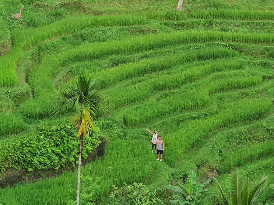 Ubud: Waterfall, Temple, & Jungle Swing Day Tour with Lunch - Practical Details & Tips
