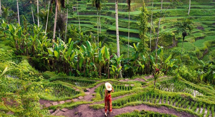 Ubud: Waterfalls, Temple & Rice Terraces Private Tour - What You Can Expect from the Tour