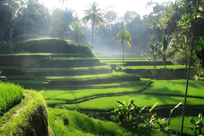 Ubud: Waterfalls, Water Temple & Rice Terraces Private Tour - In-Depth Look at the Itinerary