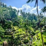 Ubud Zipline,Alas Harum combo experience with Private Car, Bali - The Experience: What to Expect