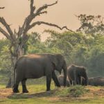 Udawalawa Safari Including Pickup & Dropoff - Exploring Udawalawe National Park