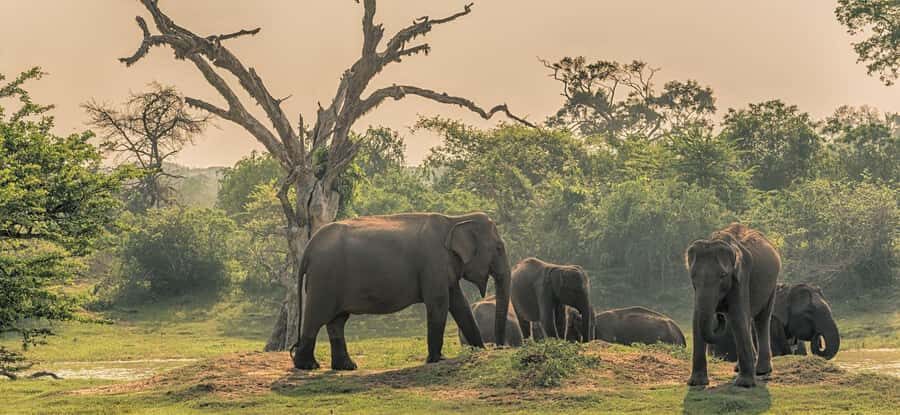Udawalawa Safari Including Pickup & Dropoff - Exploring Udawalawe National Park