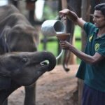 Udawalawe Jeep Safari from Bentota Aluthgama Berawula Area - Why This Tour Offers Good Value