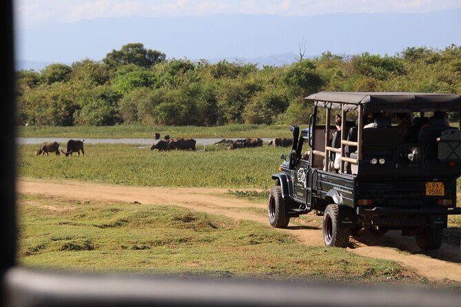 Udawalawe National Park Day trip - The Itinerary in Detail: What to Expect