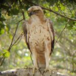 Udawalawe National Park | Full day-10 Hours - Why This Tour is Worth Considering