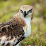 Udawalawe National Park | Half day - Safari tour - What’s Included and What’s Not