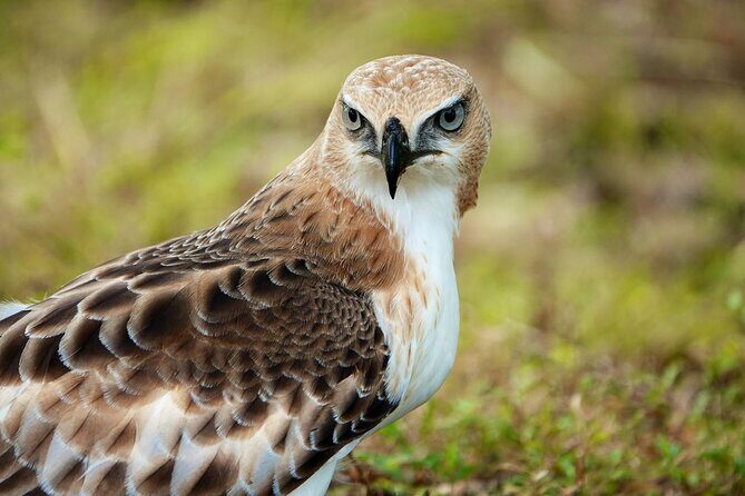 Udawalawe National Park | Half day - Safari tour - What’s Included and What’s Not