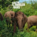 Udawalawe National Park Private Jeep Tour Safari Experience - Transportation, Duration, and Group Size