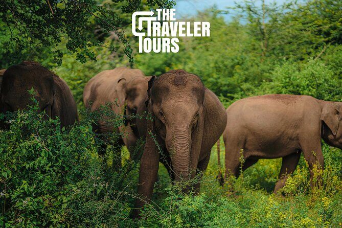 Udawalawe National Park Private Jeep Tour Safari Experience - Transportation, Duration, and Group Size