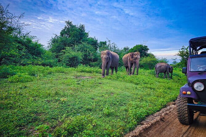 Udawalawe National Park Private Safari Tour - Frequently Asked Questions (FAQs)