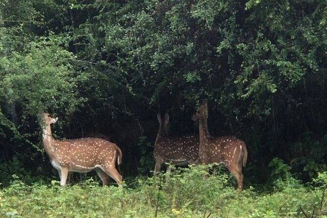 Udawalawe National Park Private Safari Tour - Who Will Love This Tour?