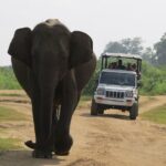 Udawalawe National Park - Private Safari with Gotrex Tours - The Experience: What You Can Expect