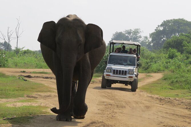 Udawalawe National Park - Private Safari with Gotrex Tours - The Experience: What You Can Expect