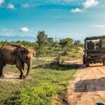 Udawalawe National Park Safari  Eco Jeep Adventure - Practical Details to Know