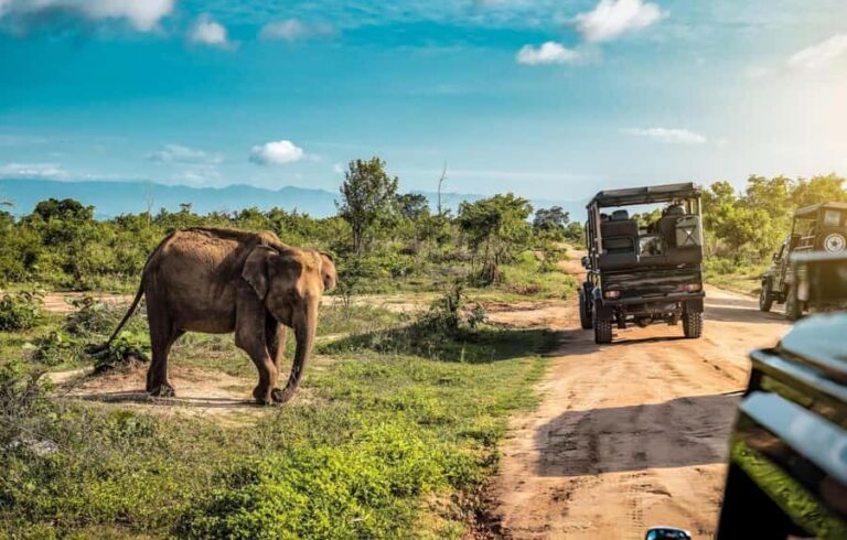 Udawalawe National Park Safari Eco Jeep Adventure - Practical Details to Know