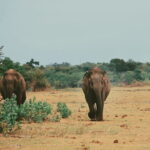 Udawalawe National Park Safari Tour - The Value of This Safari Experience