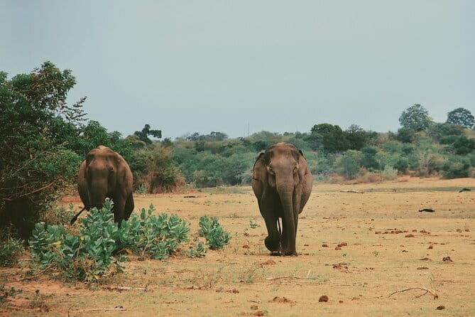 Udawalawe National Park Safari Tour - The Value of This Safari Experience