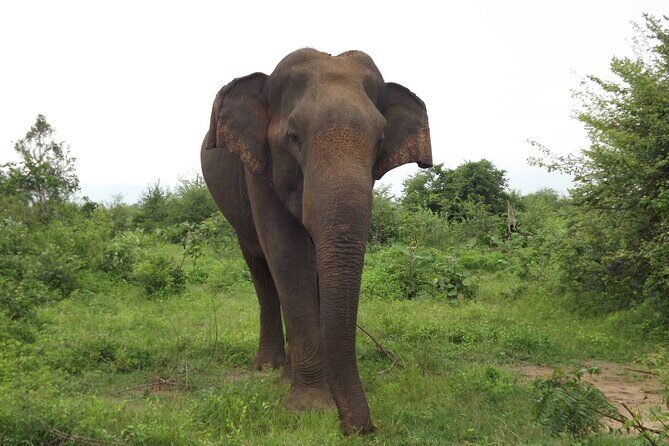 Udawalawe National Park Safari Tours - Final Thoughts