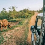 Udawalawe Safari - The Sum Up: Is It Worth It?