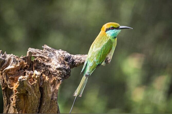 Udawalawe Safari Adventure - The Itinerary Breakdown