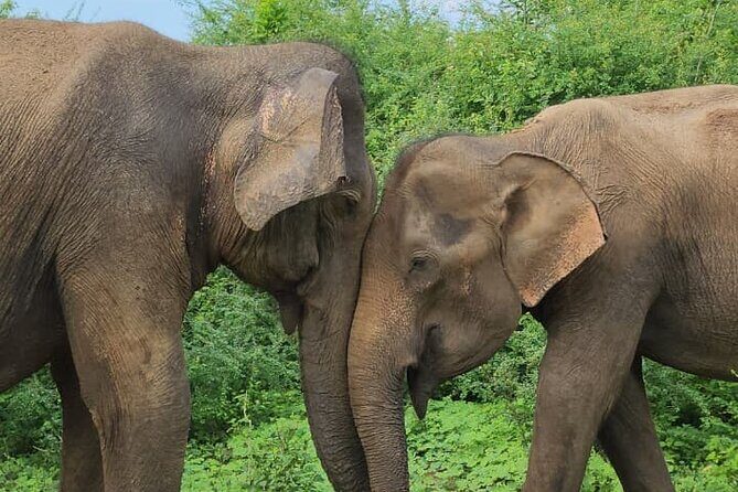 Udawalawe Safari and Authentic Sri Lankan Village Experience - The Safari in Udawalawe National Park