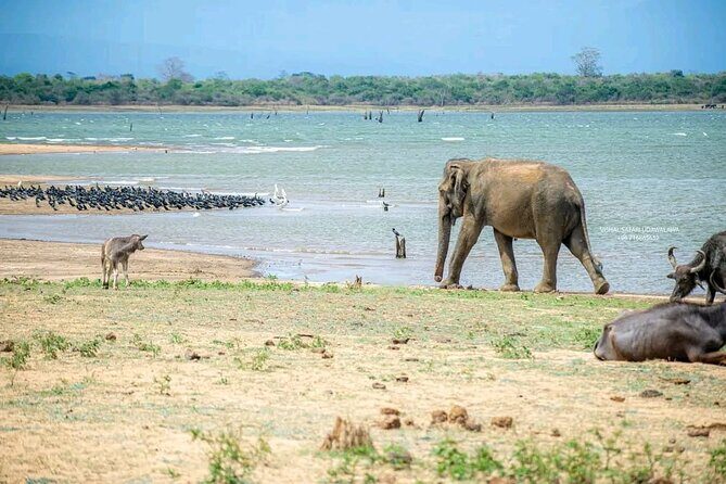 Udawalawe Safari Day Trip Elephants and Wildlife from Galle - What Travelers Can Expect in Terms of Value and Experience
