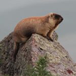 Ulaanbaatar: Nomadic Culture Show & Wild Horse Park Day Tour - Practical Tips for the Day