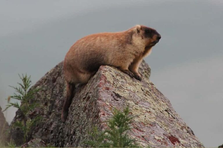 Ulaanbaatar: Nomadic Culture Show & Wild Horse Park Day Tour - Practical Tips for the Day