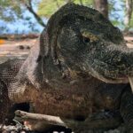 Ultimate Adventure with our Private One Day Komodo Tour - Whats Included and What’s Not