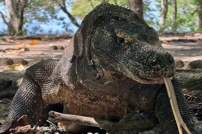 Ultimate Adventure with our Private One Day Komodo Tour - Whats Included and What’s Not