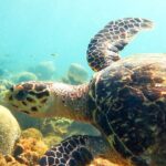 Ultimate Beginner Snorkeling Tour - Who Should Consider This Tour?