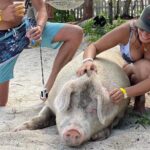 Ultimate SeaXscape Pigs/Turtles/Snorkel/Lunch/Drinks/PU/DO - Value and Price Point