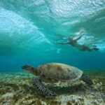 Ultimate Snorkeling Escape to the Wonders of Gili Island - The Experience: What You Can Expect