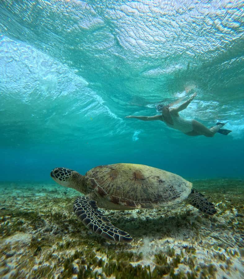 Ultimate Snorkeling Escape to the Wonders of Gili Island - The Experience: What You Can Expect