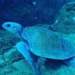 Unawatuna: Discover Scuba Diving Experience for Beginners - What Makes This Tour Stand Out