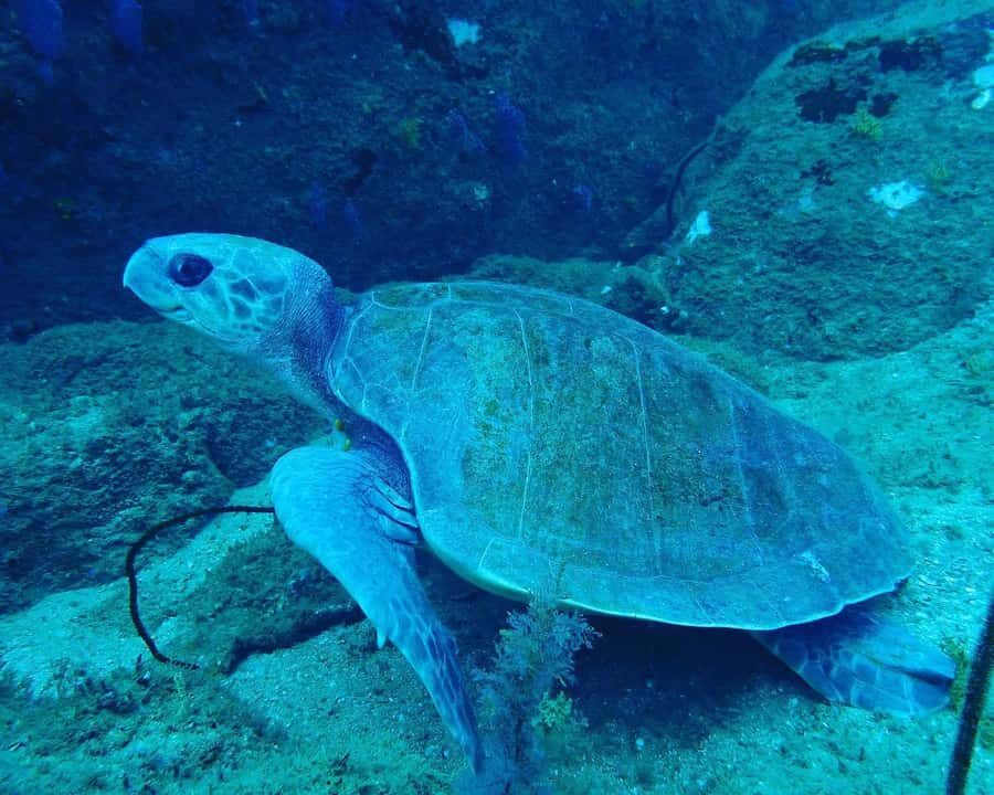 Unawatuna: Discover Scuba Diving Experience for Beginners - What Makes This Tour Stand Out