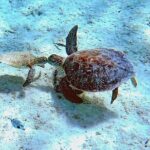 Underwater Guided Snorkeling Adventure in Bonaire - The Sum Up: Is This Tour Worth Your Time?
