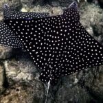 Underwater Photo Shoot - A Detailed Look at the Itinerary