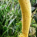 UNESCO Kitul Production Program Tour in a Kandy Village - What Really Sets This Tour Apart